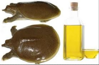 EFEK SAMPING MINYAK BULUS: EFEK SAMPING MINYAK BULUS PUTIH