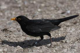 Estudo dos Animais: ANIMAIS-MELRO