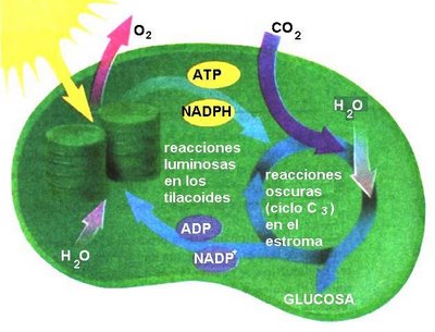 FOTOSÍNTESIS: Fases de la Fotosíntesis