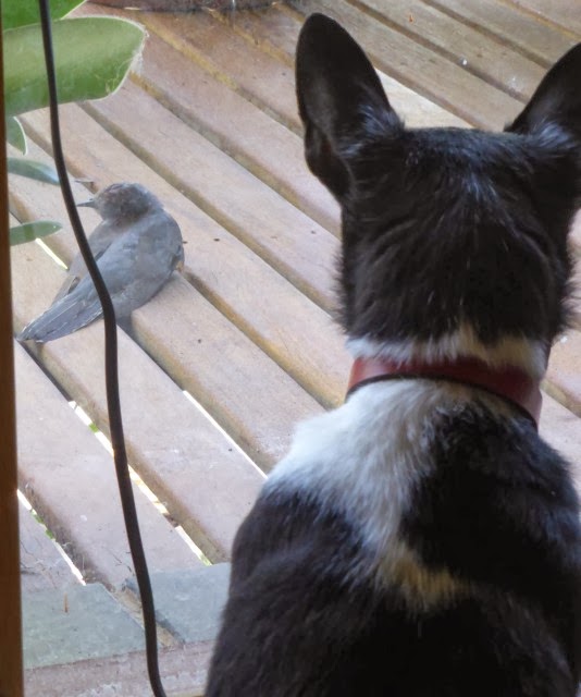 Window 1 Fan-tailed cuckoo ? Dog 0