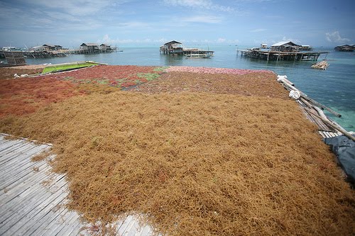 Rumput Laut Tarakan