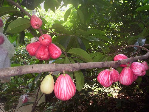 JAMBU BOL ( Syzygium malaccense L. ) - Ensiklopedia Tumbuhan