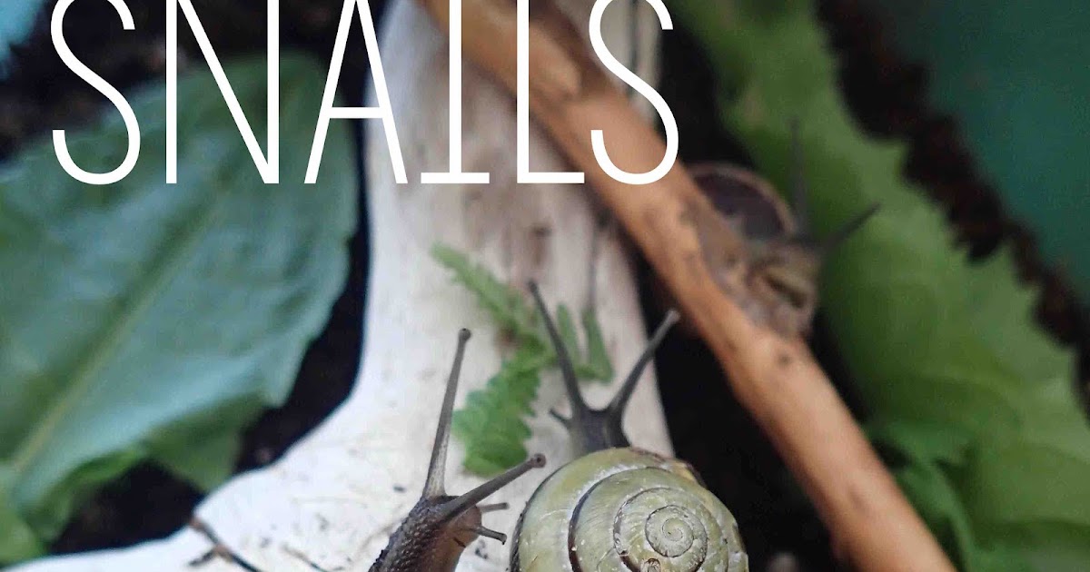 snail learning activities - rubber boots and elf shoes