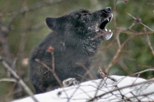 White Wolf : Black wolf howls to majestic mountains for a response from ...