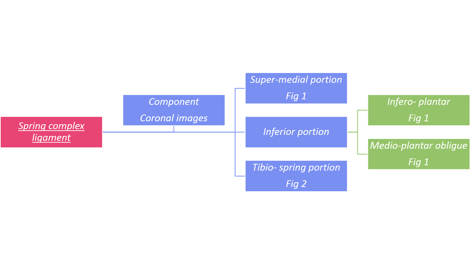 MRI Musculo-Skeletal Section: Spring complex ligament.