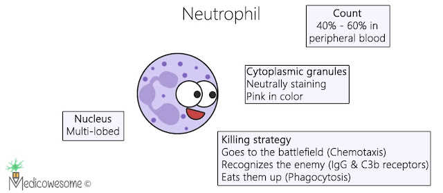 Immense Immunology Insight: Neutrophil