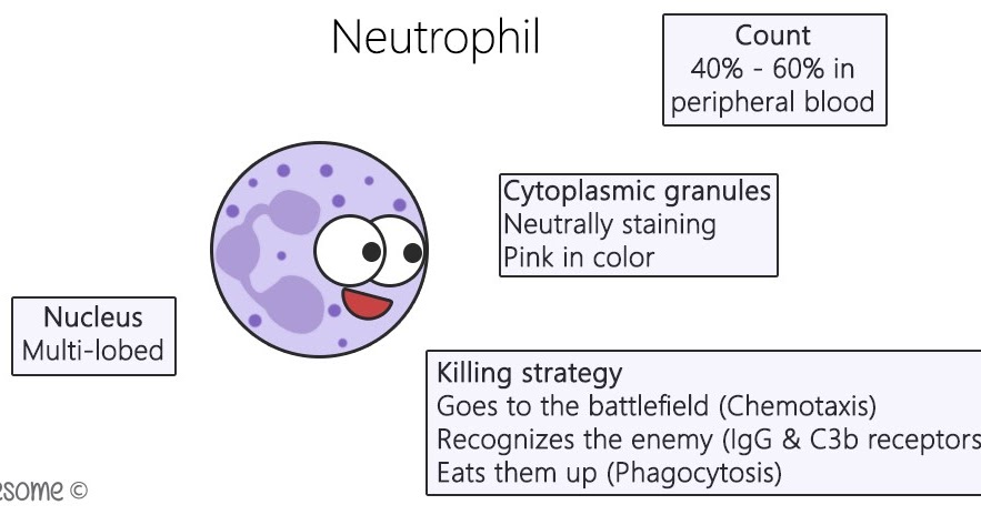 Immense Immunology Insight: Neutrophil
