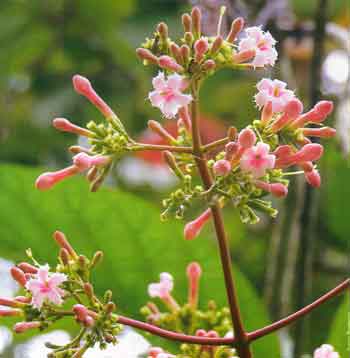 CULTIVOS ANTIGUOS: QUINA