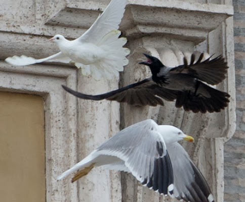 Evil Birds Attacked Peace Doves Pope Francis Released - NaijaGists.com ...