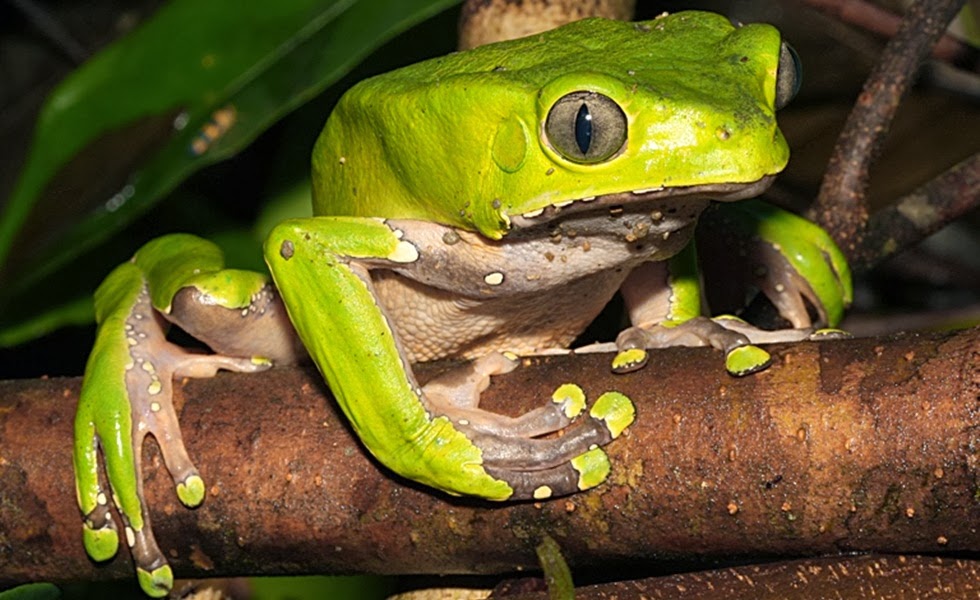 Blog da Profa. Mônica: Os Anfíbios Anuros mais venenosos do mundo