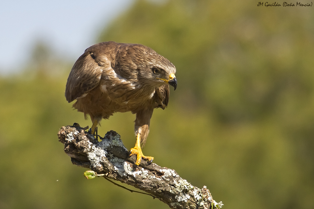 Fotografía de Naturaleza - JM Gavilán: Milano negro (Milvus migrans)