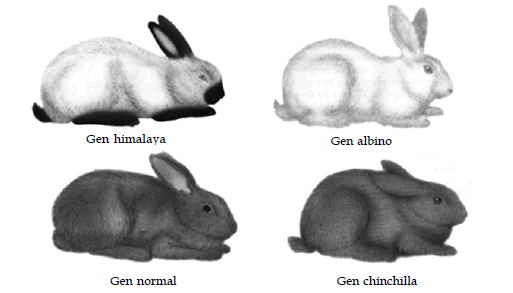 Alel Tunggal dan Alel Ganda