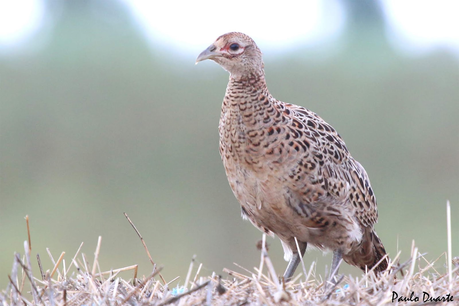 A arte de debicar: Faisões à solta (Parte VIII)