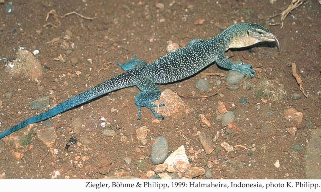 Jenis - jenis atau Macam - macam Varanidae / Varanus / Varanatic ...