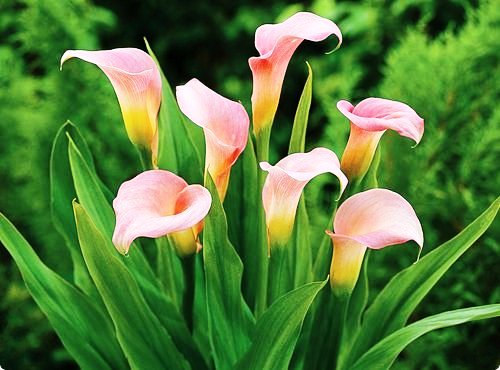 Canada Floral Delivery Blog: Little Known Facts About The Calla Lily