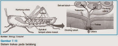 Sistem Pernapasan Pada Insekta | Blog Semua Informasi