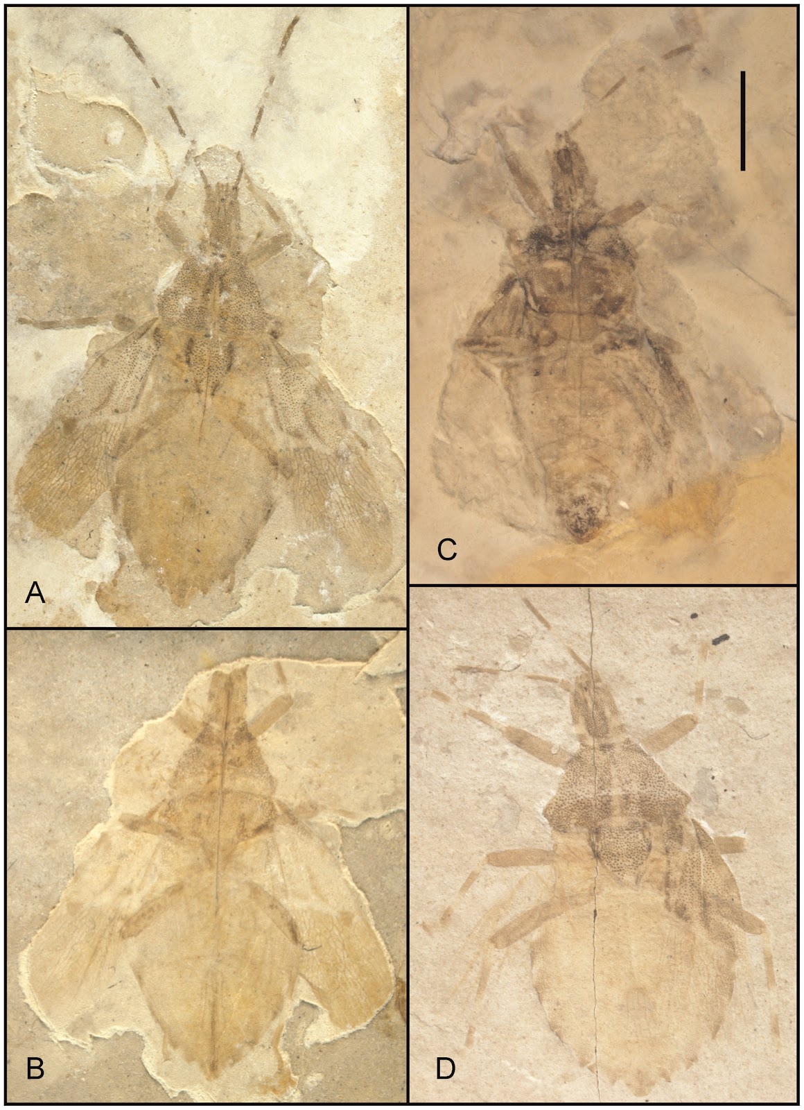 Sciency Thoughts: Two new species of True Bug from the Mesozoic of China.