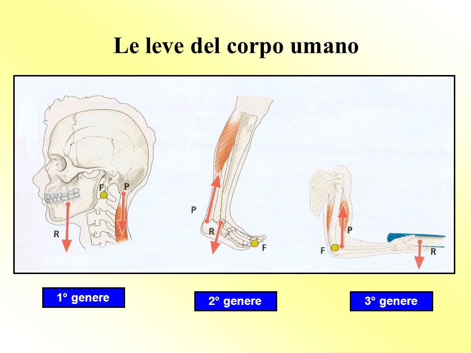 L'energia meccanica: le leve