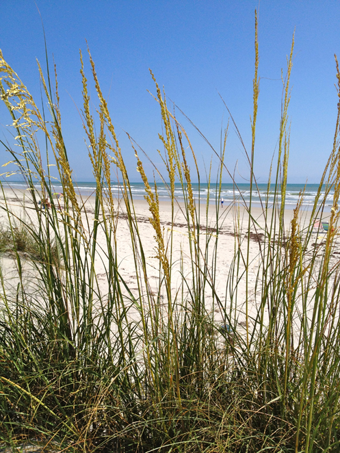 Scriblets: Sea Oats