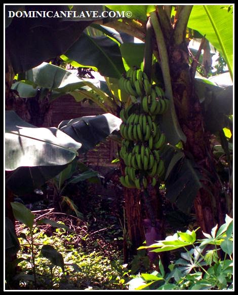 DOMINICANFLAVE.COM : EL CONUCO