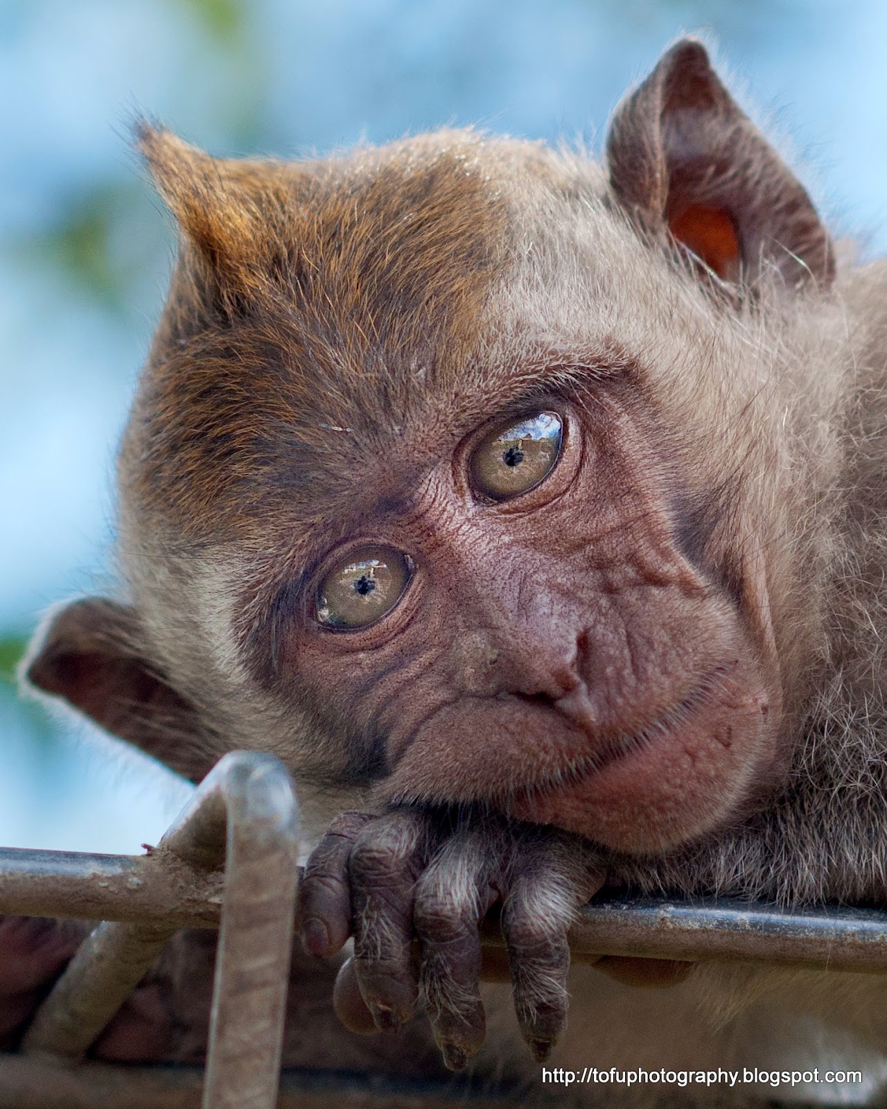 Tofu Photography: Monkey close up