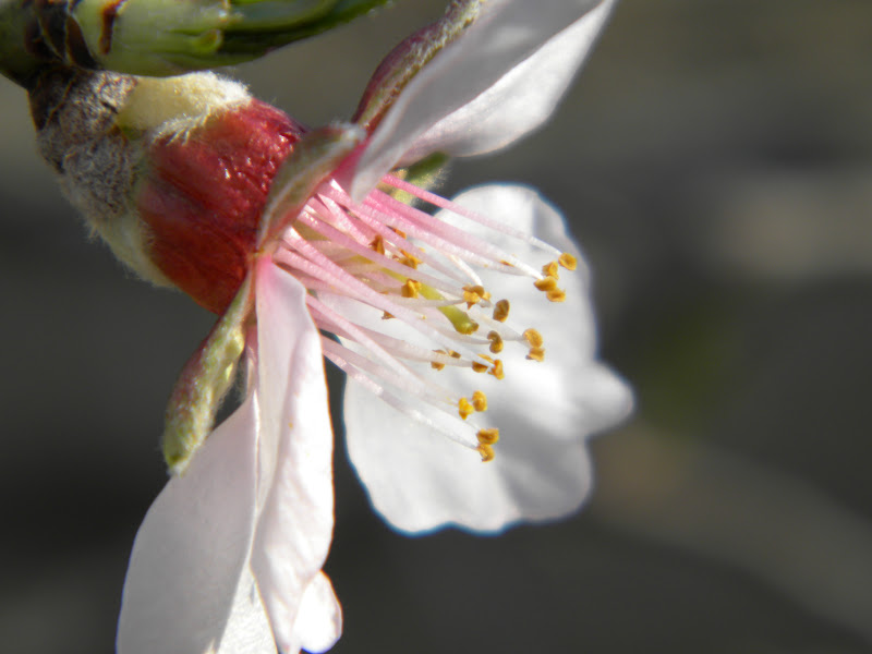 El Huerto de Tatay: Flor de almendro