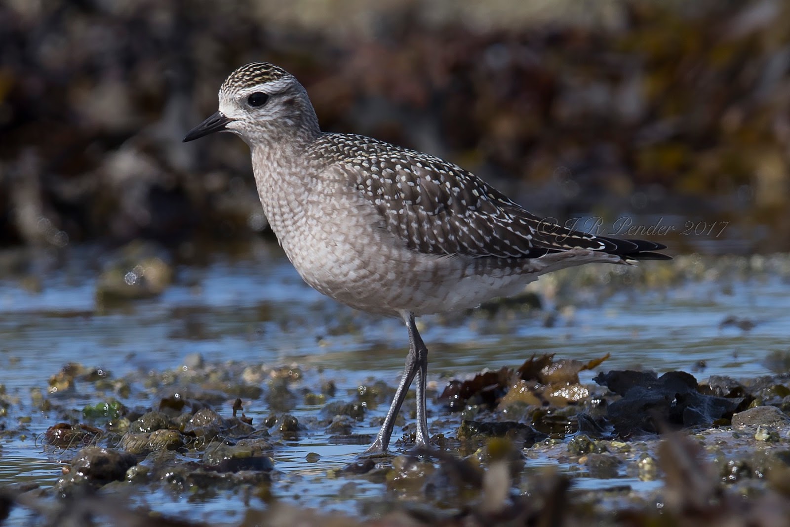Joe Pender Wildlife Photography: American Golden Plover
