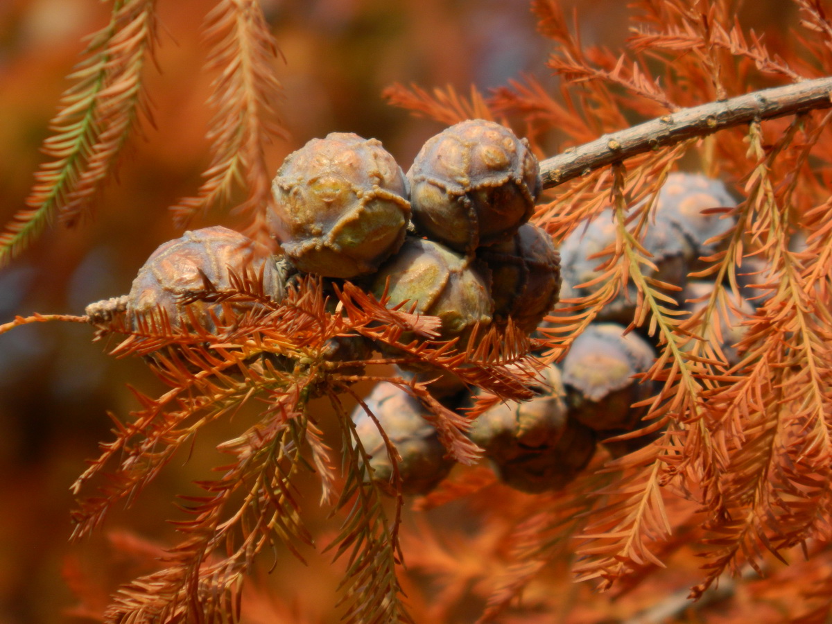 LA MULTI ANI, ROMANIA!: Fructe de chiparos