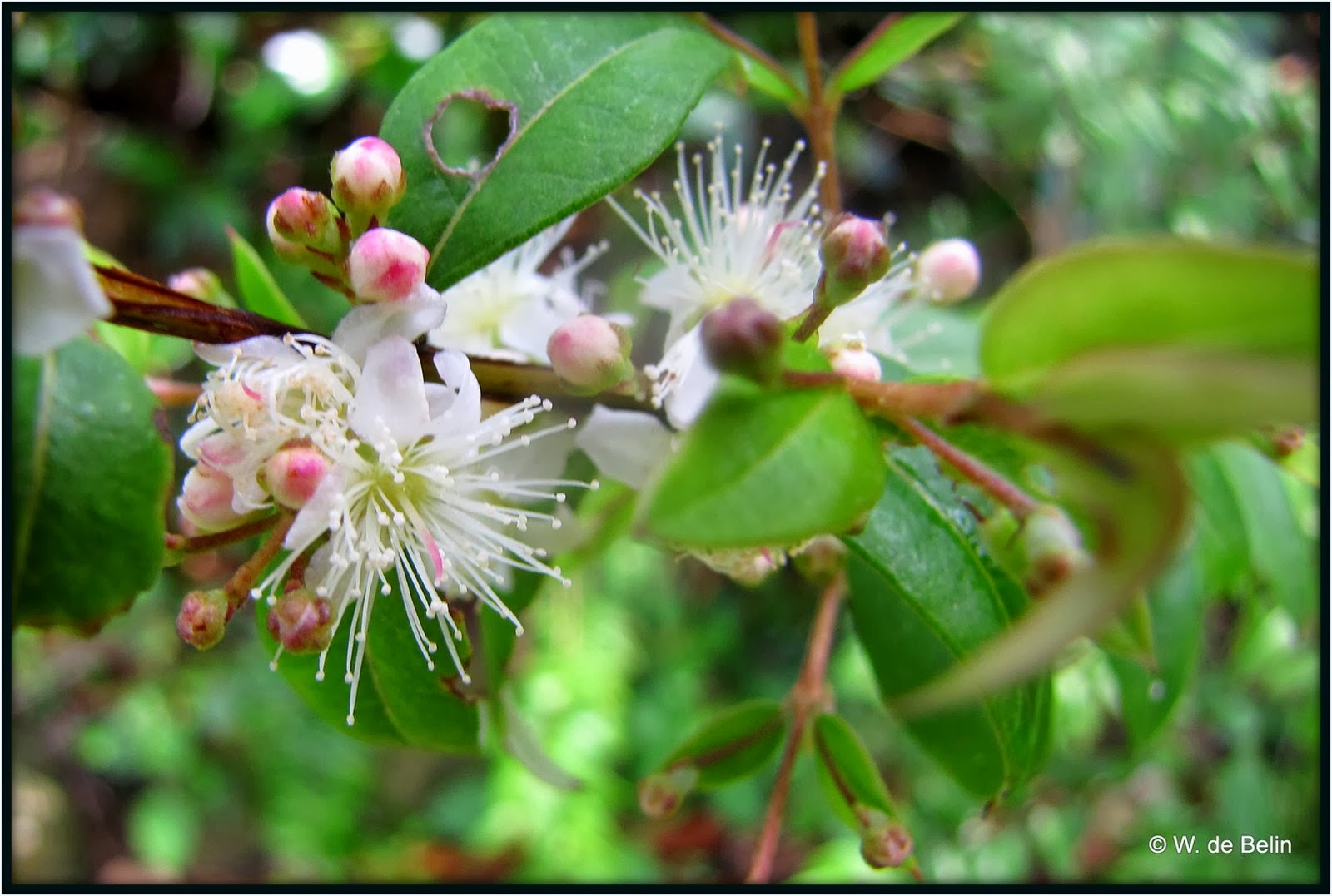 Flora Friday in Oz: Our Home Garden.