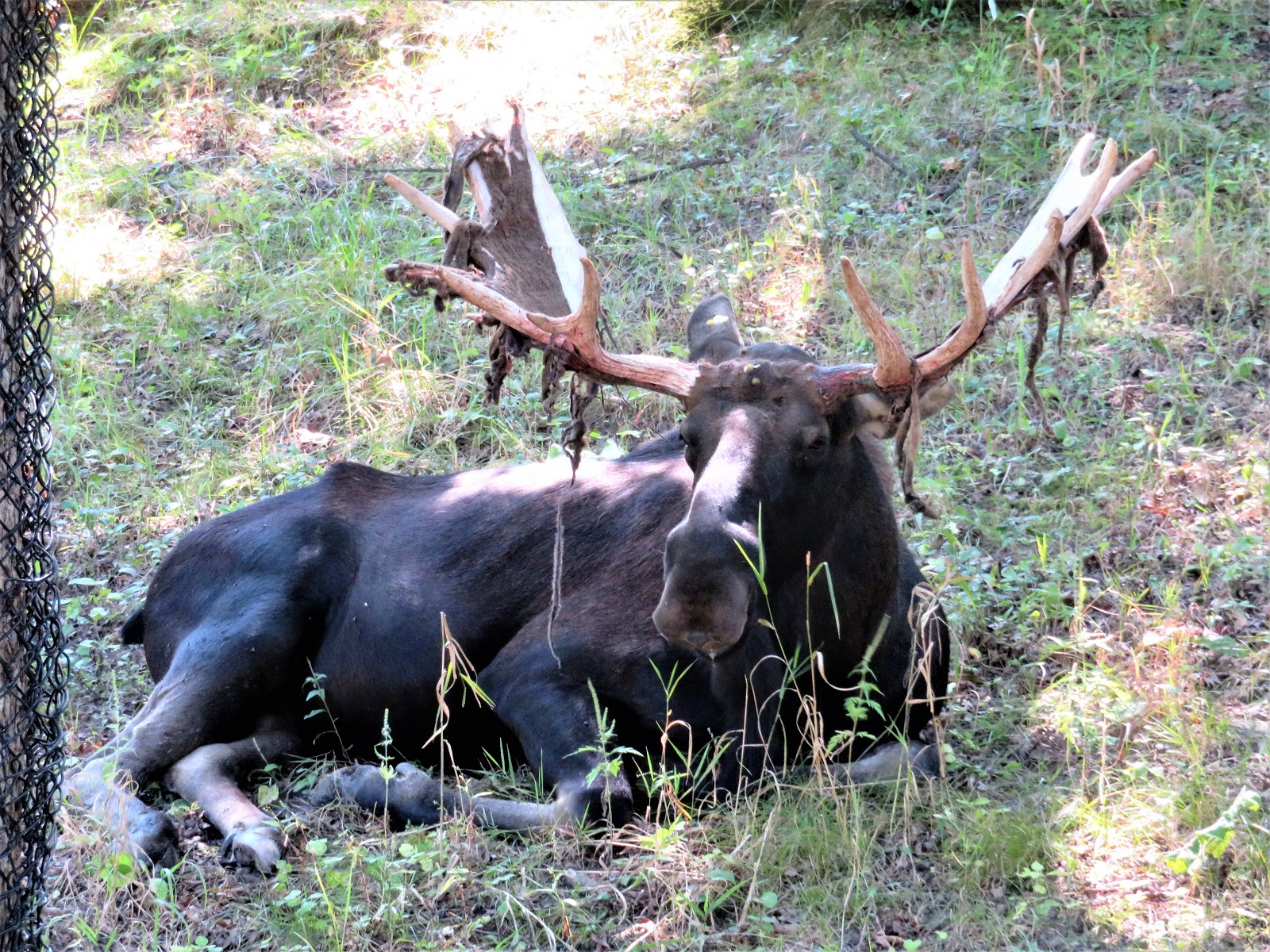 Todd Swank: Kangaroo Crossing at the Minnesota Zoo