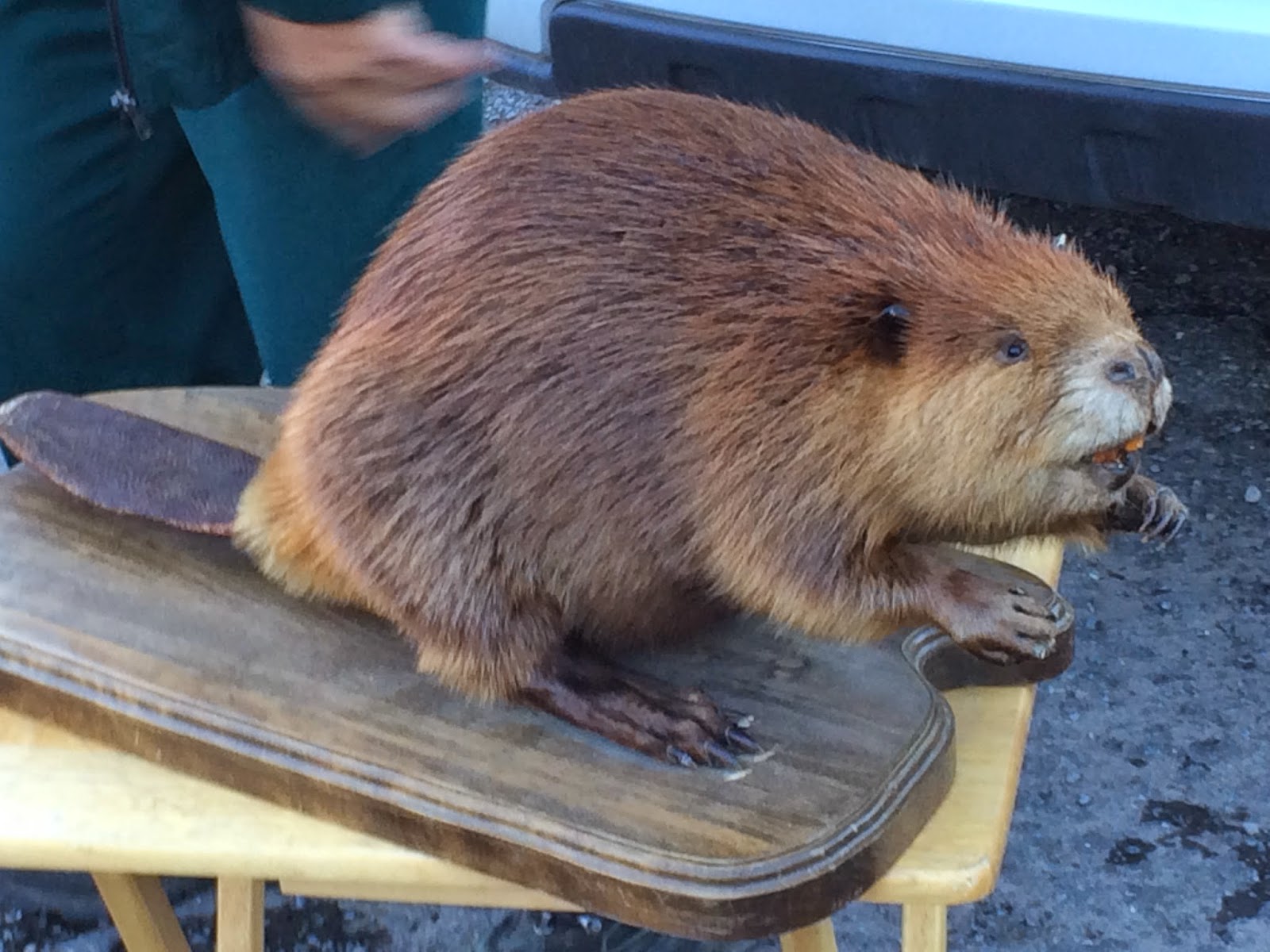 venturing4th: Le Castor