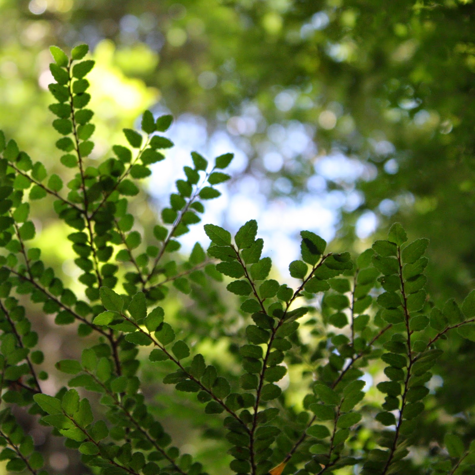 Swallows Nest Farm: Myrtle Beech Foliage - Nothofagus Cunninghamii Swallows Nest Farm: Myrtle Beech Foliage - Nothofagus Cunninghamii