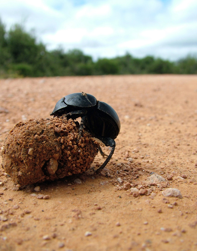 Health Mates BW: TOP FIVE FOODS TO TRY BEFORE YOU DIE.