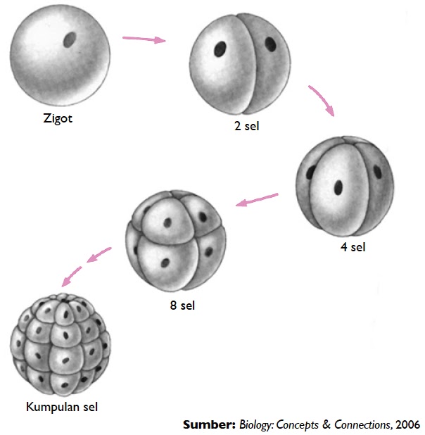 Pendidikan: PERKEMBANGBIAKAN EMBRIO