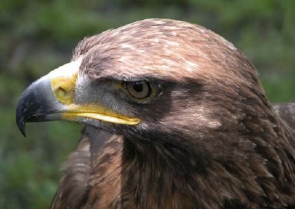 Aigle
