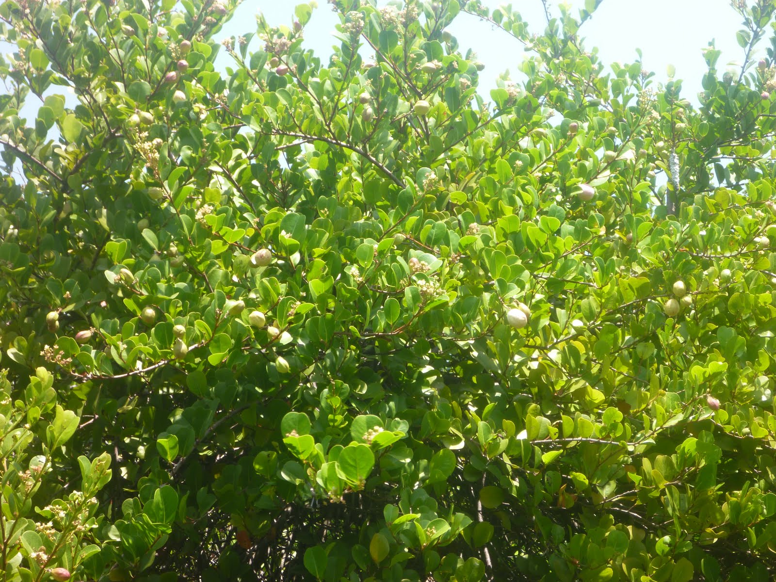 Gualby Nation : Coco Plums 4/5/11