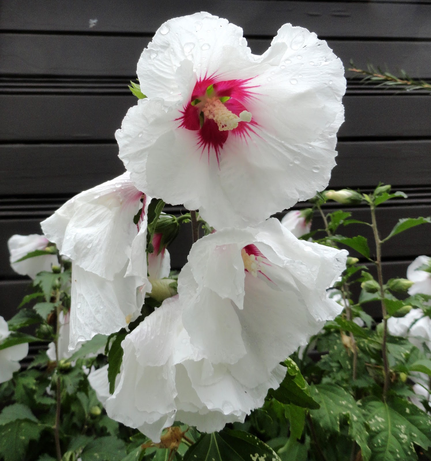 danger garden: September 2012, Bloomday…