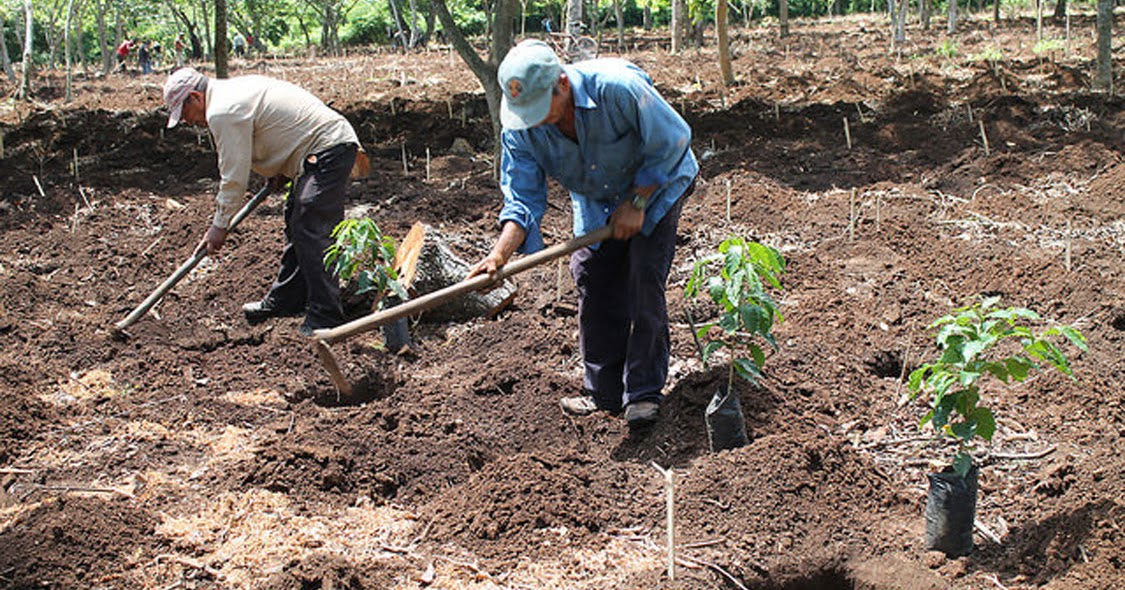 La Vida Del Campo: La Siembra Del Café