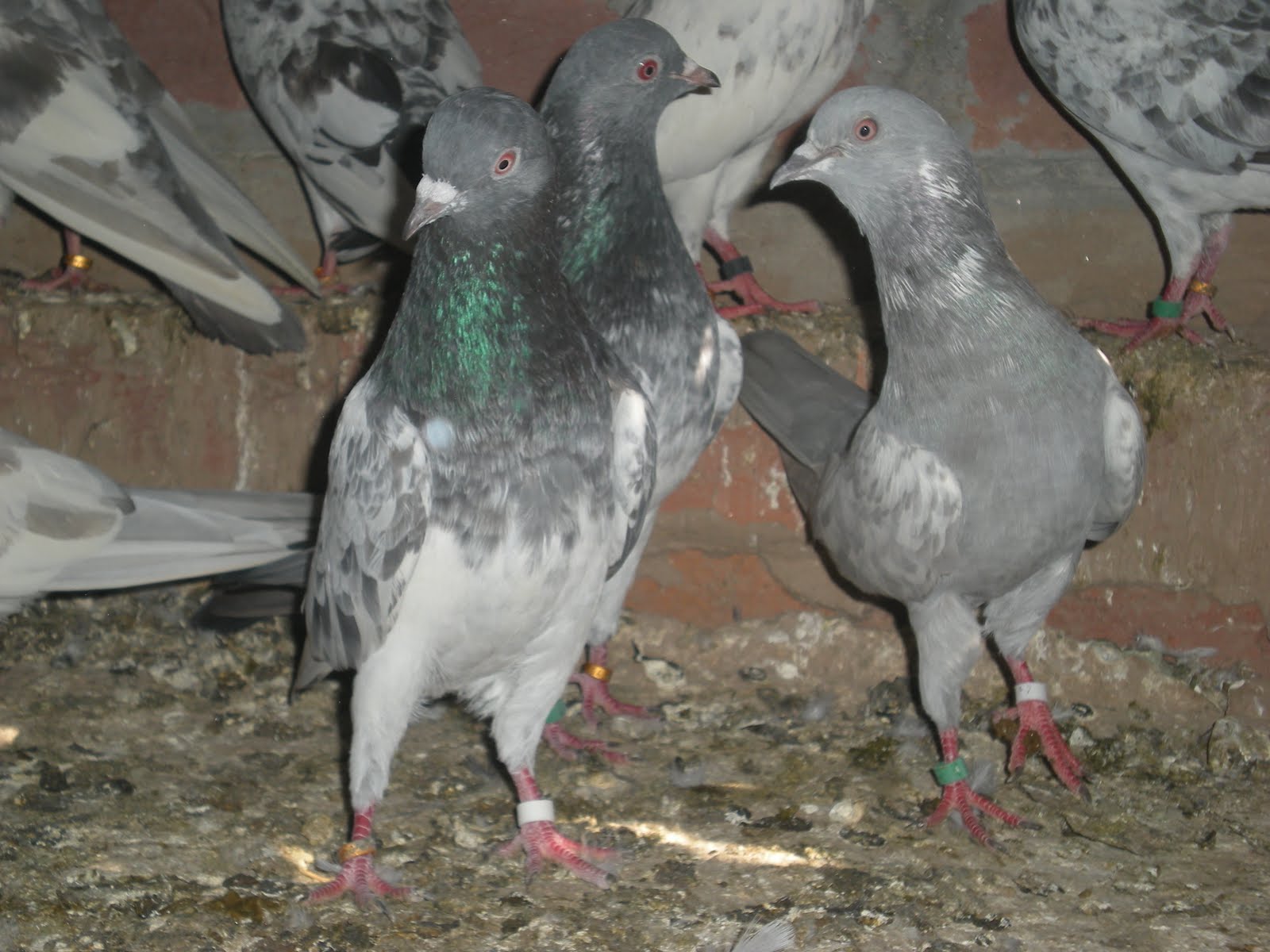 Pakistani Tipplers (Kabootar Baaz) | UK & USA Pigeons | Fancy Pigeons ...