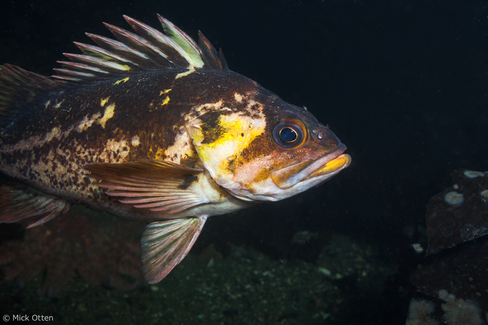 Mick's marine biology: Fish of Vancouver Island - some under threat of ...