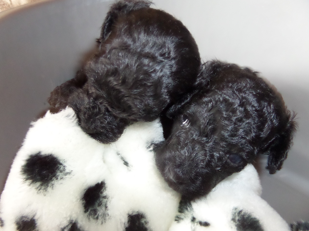 CANIL MOONSHINE HILL: POODLE BEBES