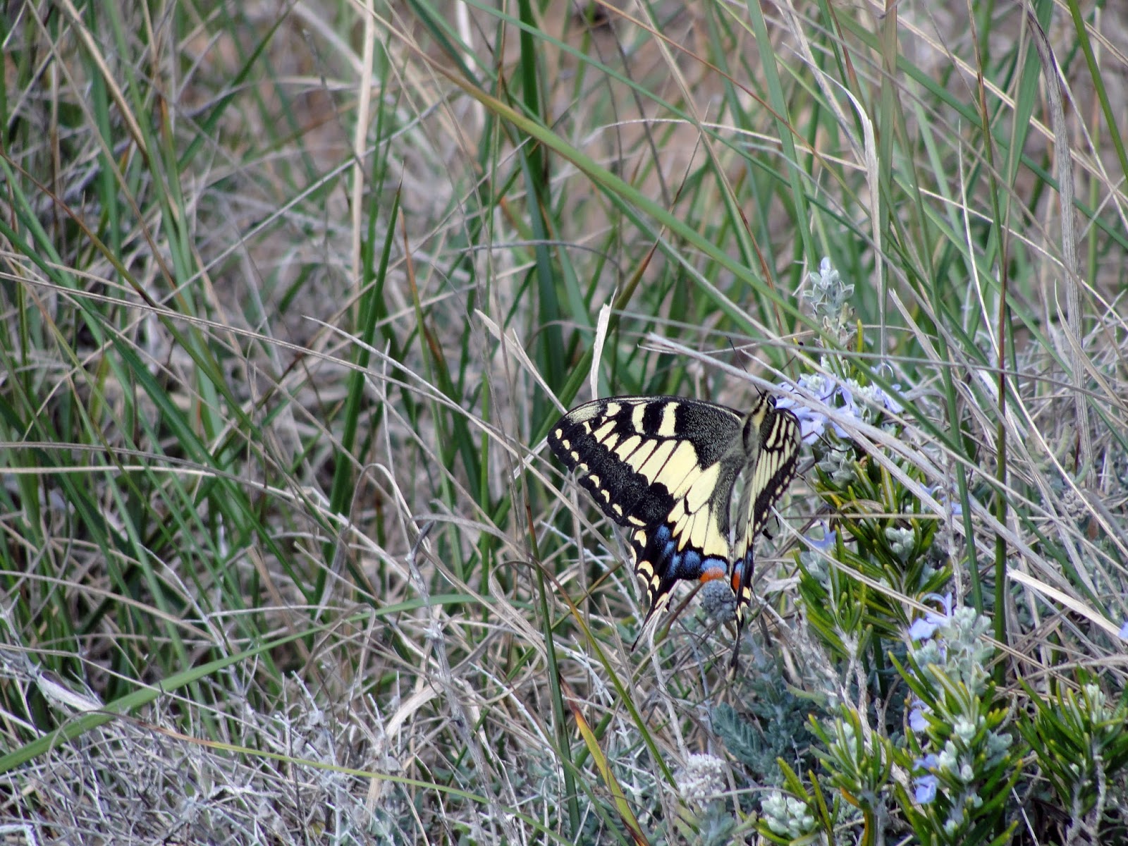 imatges de menorca: FAUNA DE MENORCA (V)