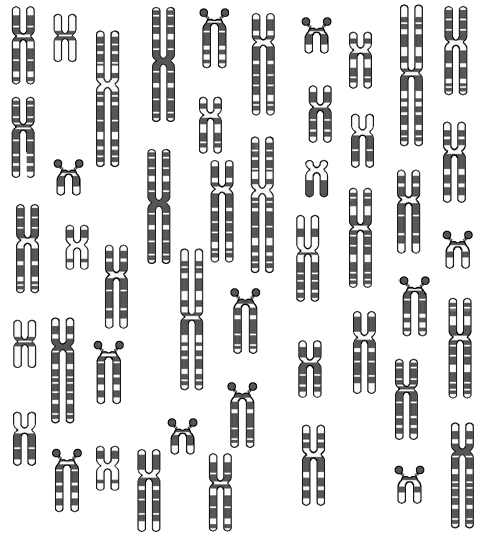 CIENCIAS JPL: CARIOGRAMAS: ESTUDIO DE CASOS