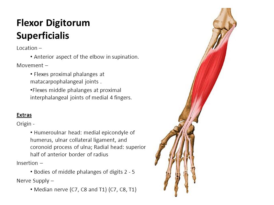屈指淺肌(Flexor Digitorum Superficialis muscle, FDS) | 職能治療陪你居家復健