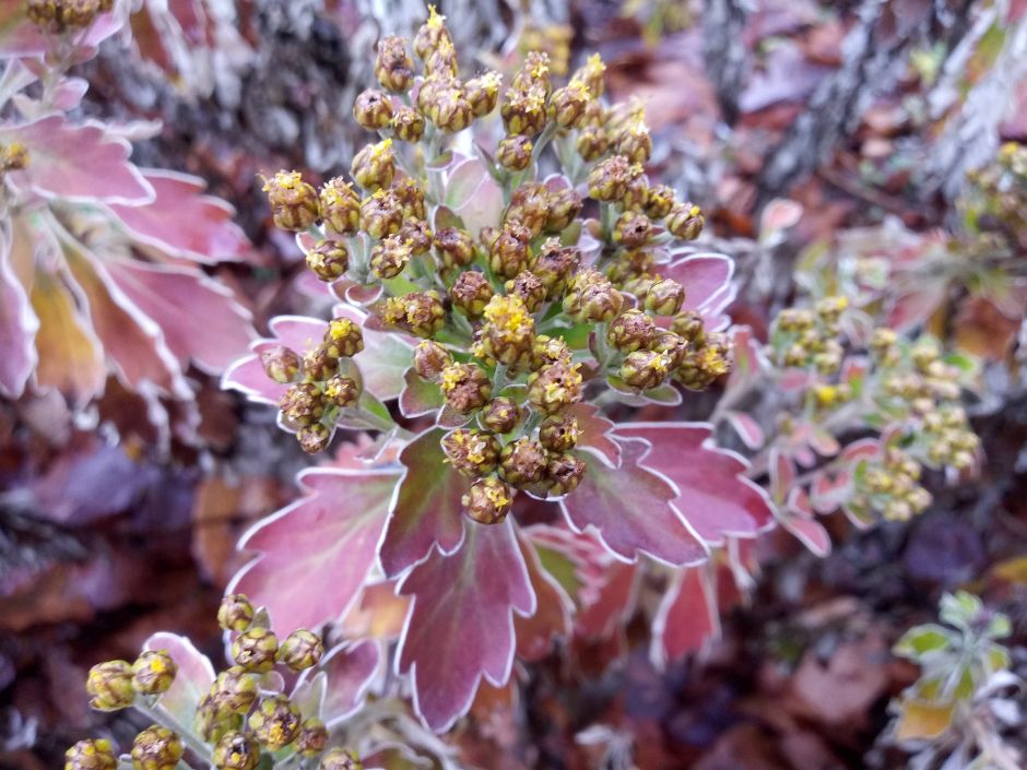 Future Plants by Randy Stewart: Ajania