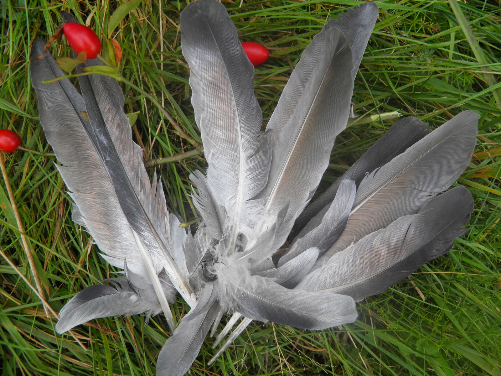 PASARI DIN ROMANIA: ULIU PORUMBAR (ULIUL GAINILOR), Accipiter gentilis