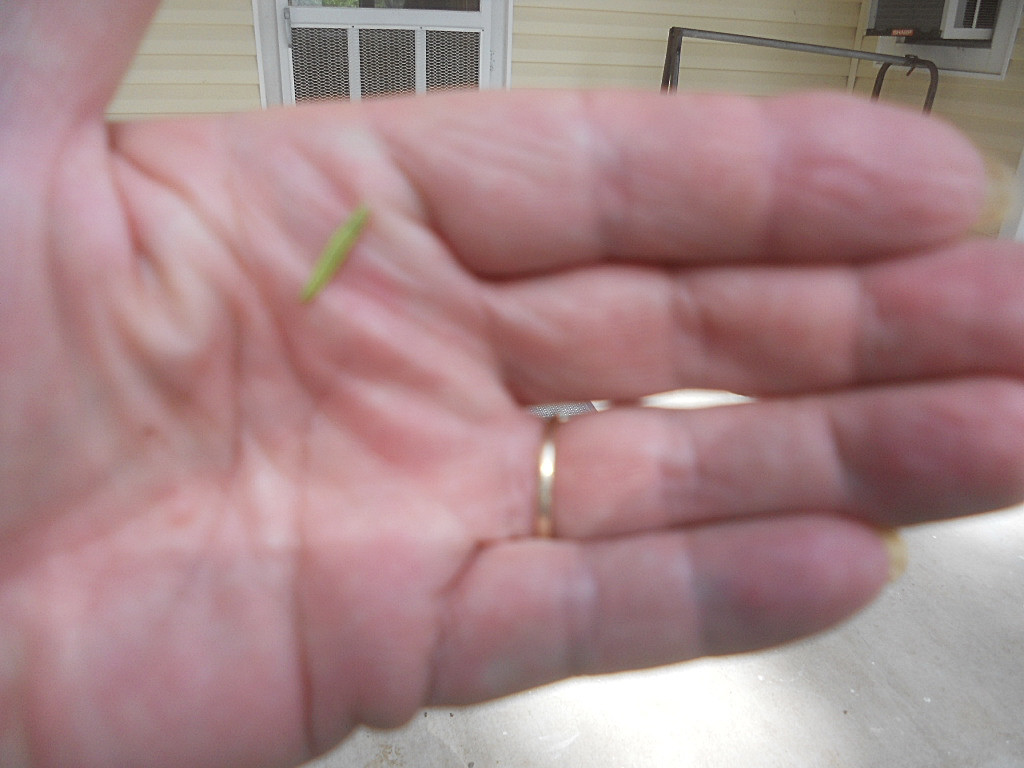 The View From Farview Farm: The Color Purple & Flying Worms