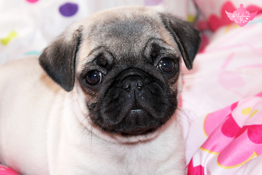 Polychrome Rose Blog: Mi bebé precioso「Edgar Allan Pug」Mascota nueva ...
