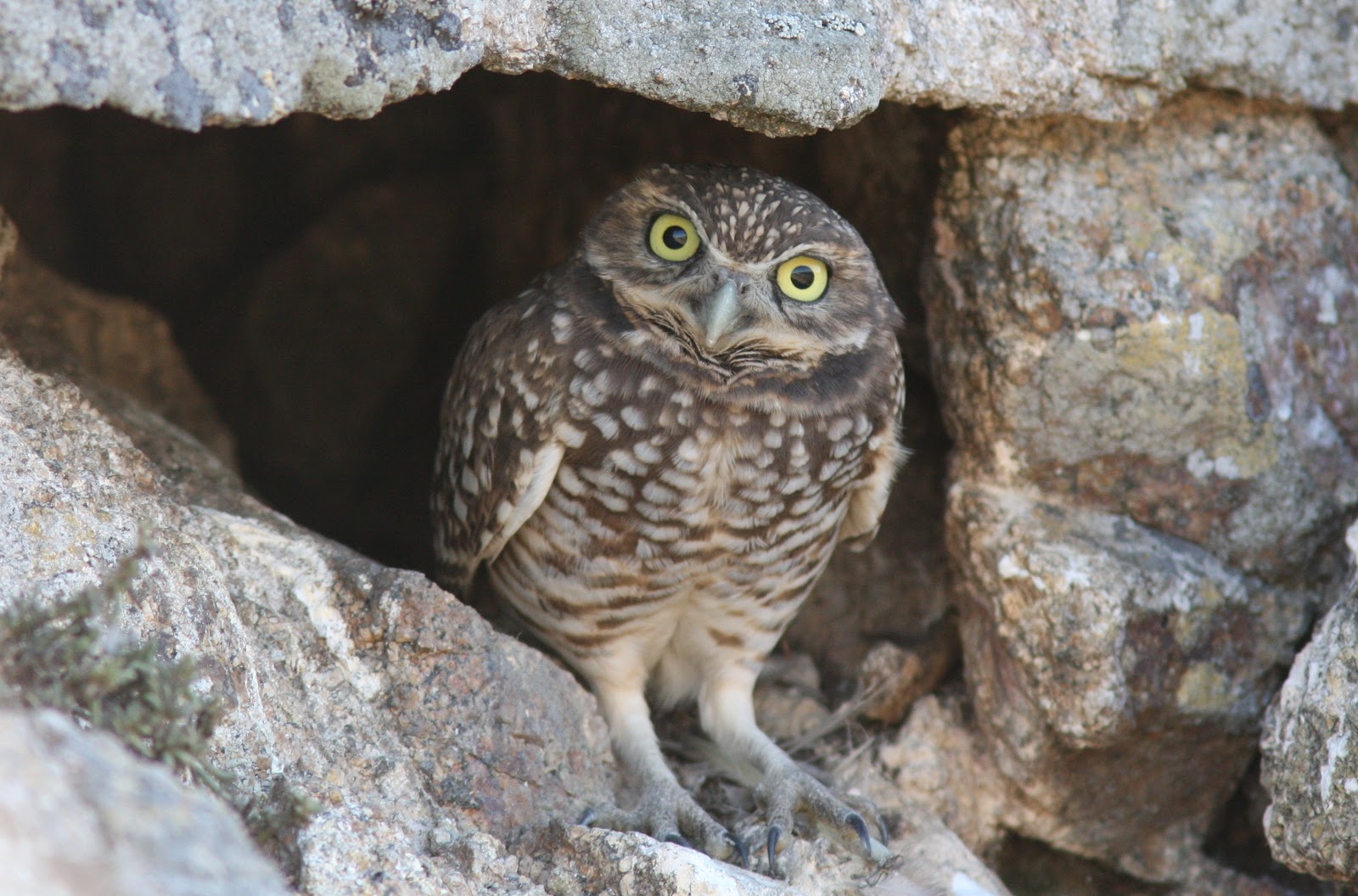 Los Farallones: Conservation Conundrum: The interaction of Burrowing ...