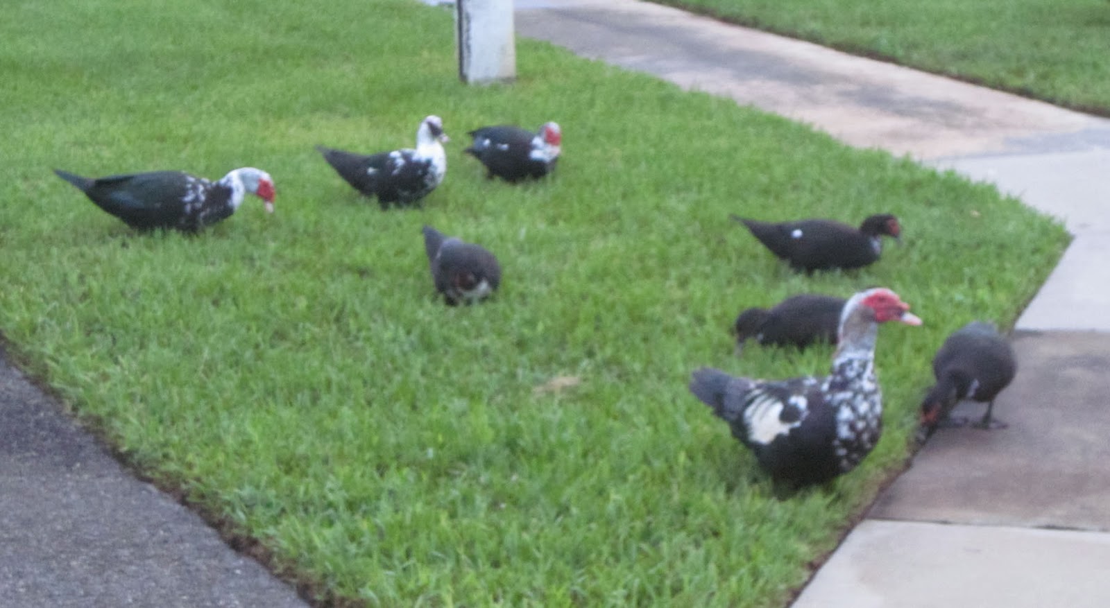 jkwgalleries: Alligator and Ducks